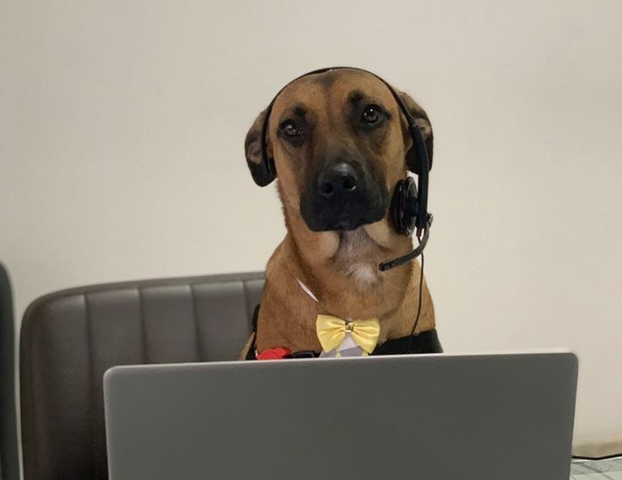 Cum a ajuns un câine maidanez agent de vânzări la Hyundai