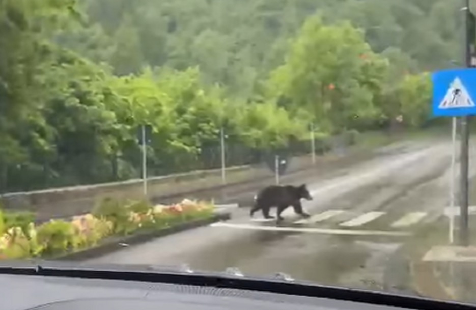 Un urs a fost filmat în timp ce traversează pe o trecere de pietoni din ...